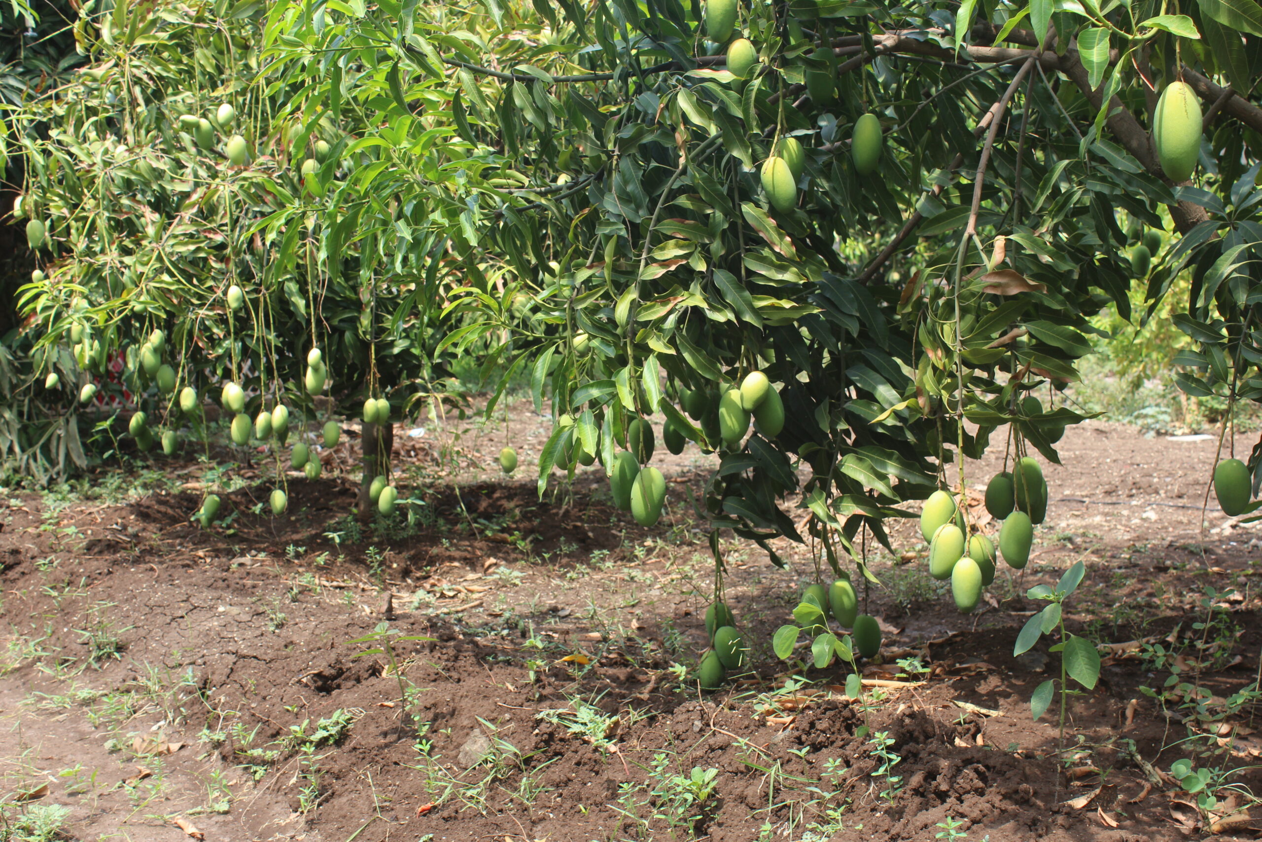 Experience Nature & Farm Life in Shirdi